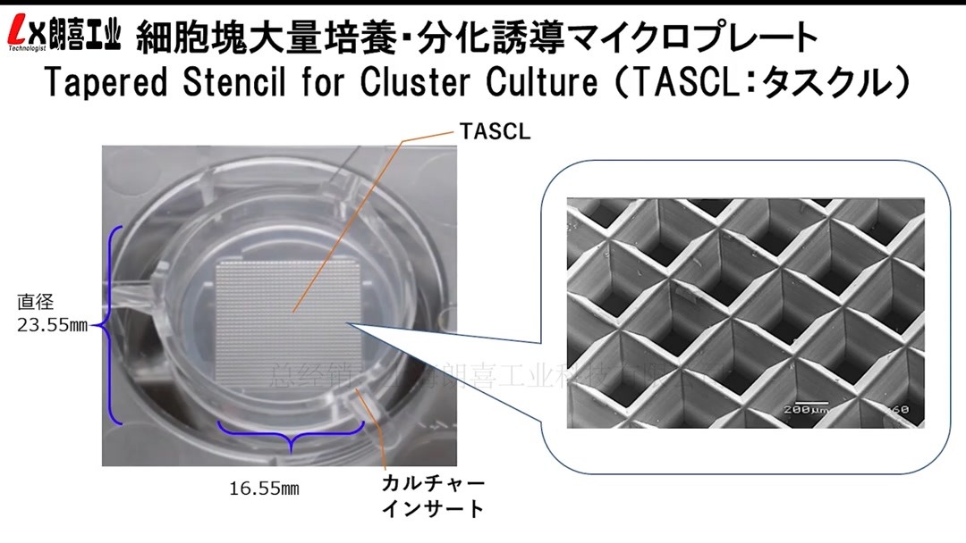 大批量细胞团培养,诱导分化-TASCL介绍