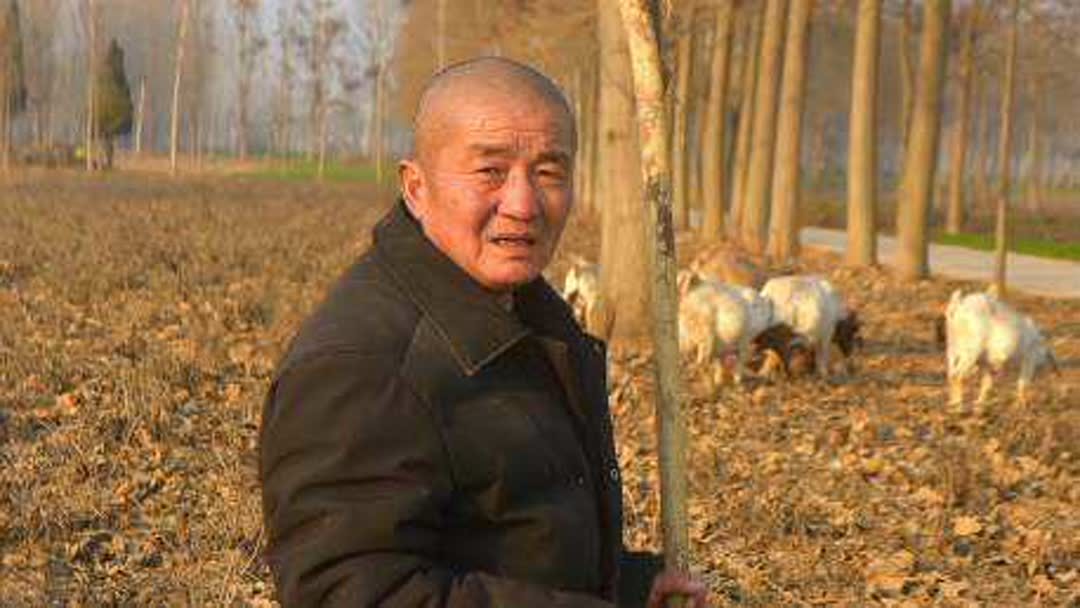 比养牛成本低,比养猪风险小,每只利润1000多元,养羊会火吗?