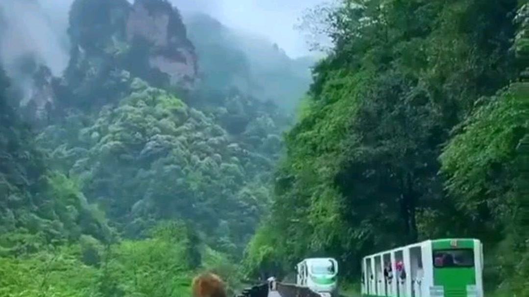自然风景 雨中的湖南张家界国家森林公园