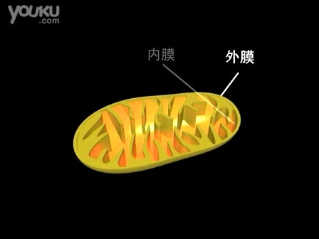 线粒体的结构