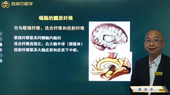 神经系统01中枢神经02脑06端脑03内部结构02端脑的髓质纤维、内囊