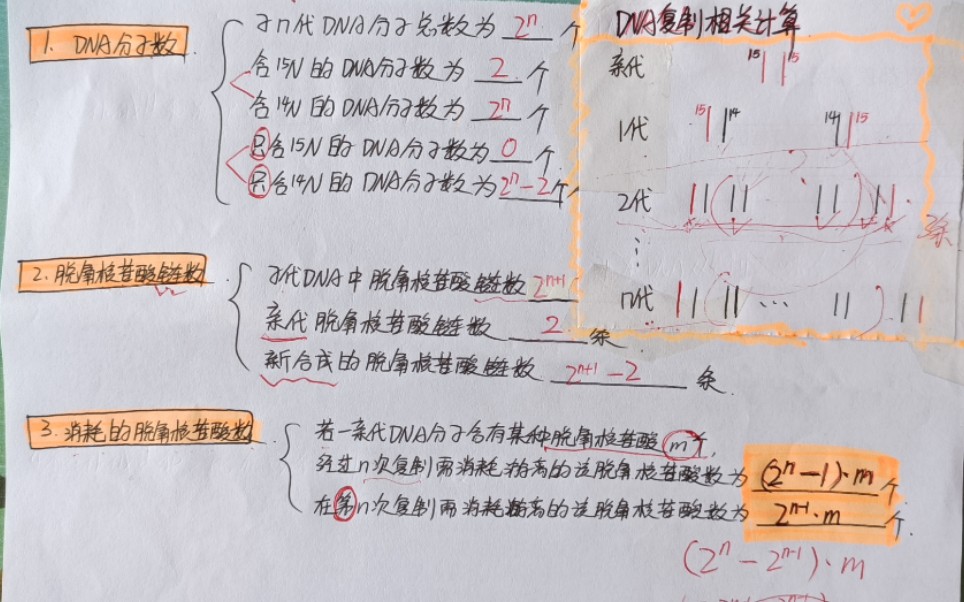 DNA复制计算