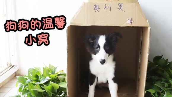 教你三分钟用废纸箱做自制狗窝!服侍狗主子就是要细致周到