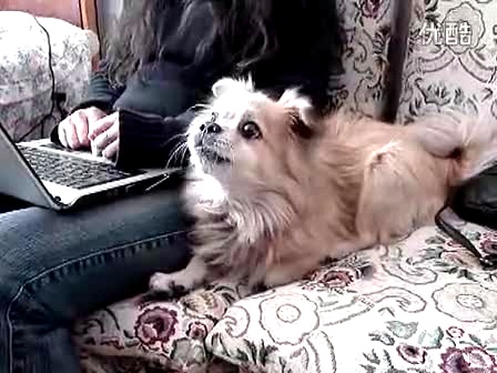 至于你信不信,我反正是信了,卖大米的小狗狗