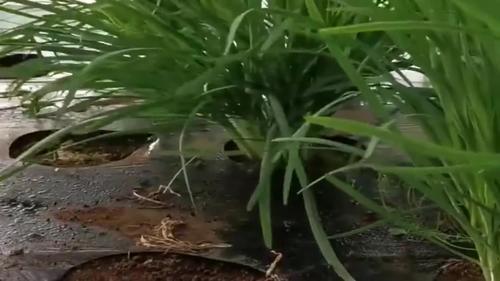 农村新型韭菜种植方法,产量好,割起来也特别方便