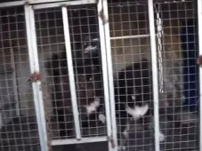斗狗打架视频 斗狗扑咬打斗