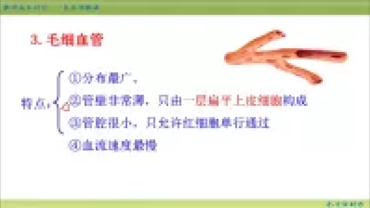 【生物大师】初中生物微课教学视频第70集:血管是血液流动的管道