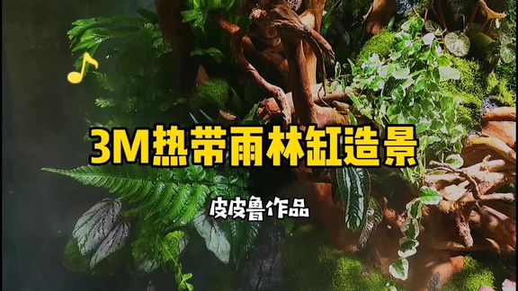 3M热带雨林缸造景养成,更多细节需要完善,用心造景,用时间打磨