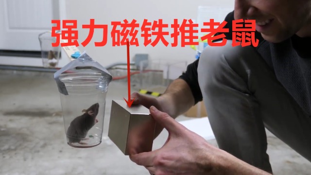 强力钕磁铁超强磁力对动物有作用吗?国外小哥用老鼠做实验!