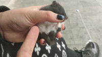 公交车上玩仓鼠,旁边小女孩看的入迷
