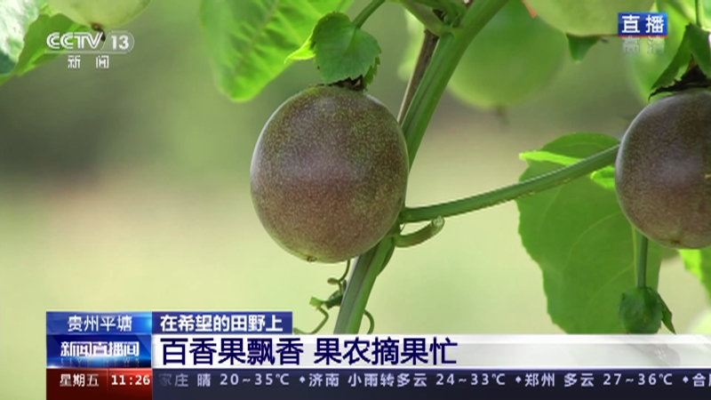 [新闻直播间]贵州平塘 在希望的田野上 百香果飘香 果农摘果忙