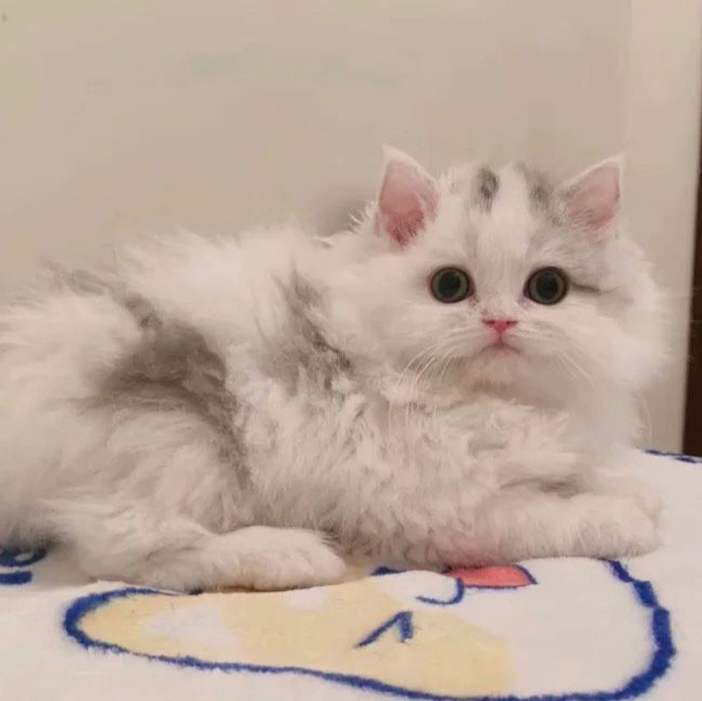 小苏珠宝设计 