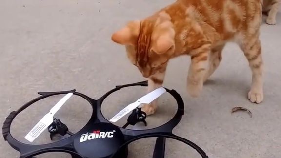 一只有空军梦想的喵星人,看到一架飞行器,激动到走不动路了