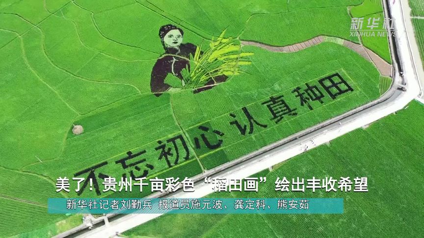 美了!贵州千亩彩色“稻田画”绘出丰收希望