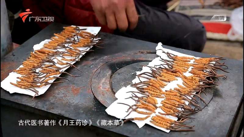 秘境神草-冬虫夏草的功效与作用