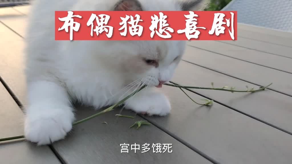布偶猫悲喜剧,其实很多品种都有类似现象