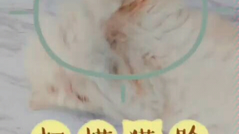 挪威森林猫+表情包的作用实验
