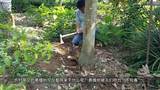 农村常见的黄檀树,居然有这么大的用途,看完真是大开眼界