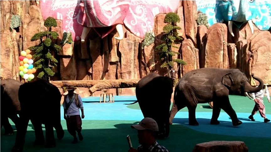 会表演杂技的大象ߐ�团