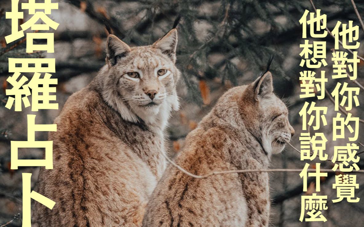 Soda Dreamer塔罗 他对你的感觉/他有什么话想对你说?(无时限限制...