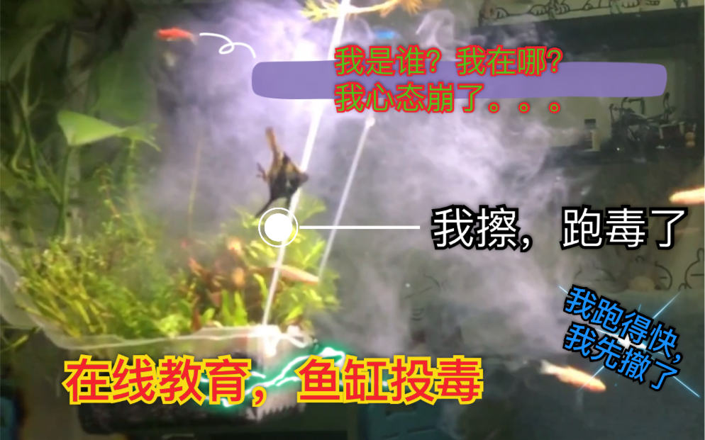 深夜放毒,群鱼退散。这是一个悲伤的故事。为了硝化菌,跑毒啦。我的...