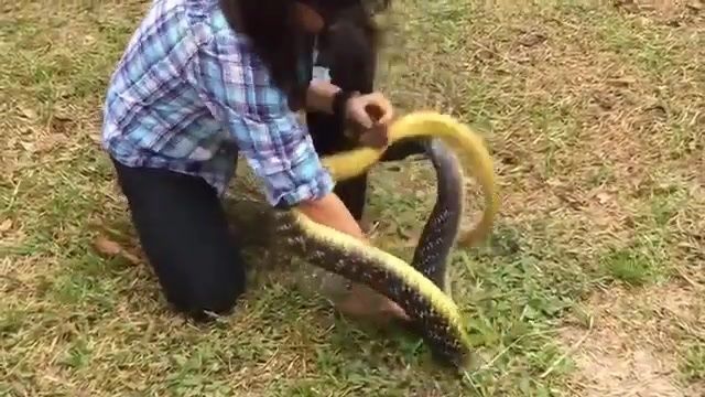 草地上突然出现条蟒蛇,女子看到后的举动简直让围观的人吓惨了!