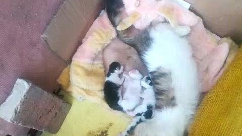 看看这可爱的小猫咪,萌翻了~