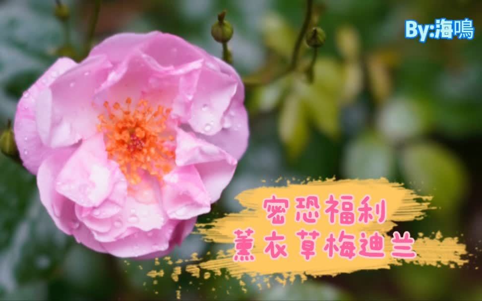 法国梅昂ADR地被月季--薰衣草梅迪兰