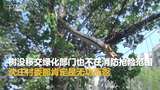 【河南】枯枝悬挂半空无人处置 巡防队员变身伐木工上树排险