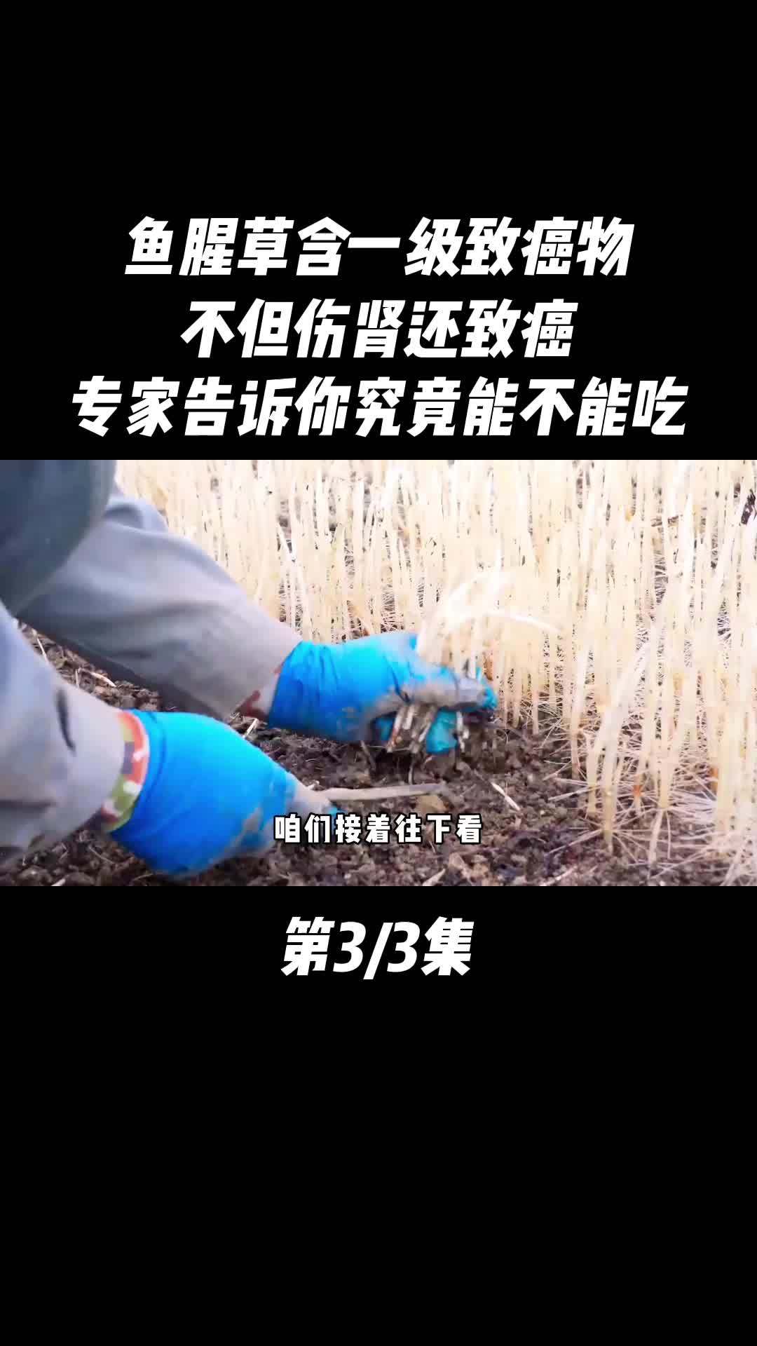 鱼腥草含一级致癌物,不但伤肾还致癌,专家告诉你究竟能不能吃