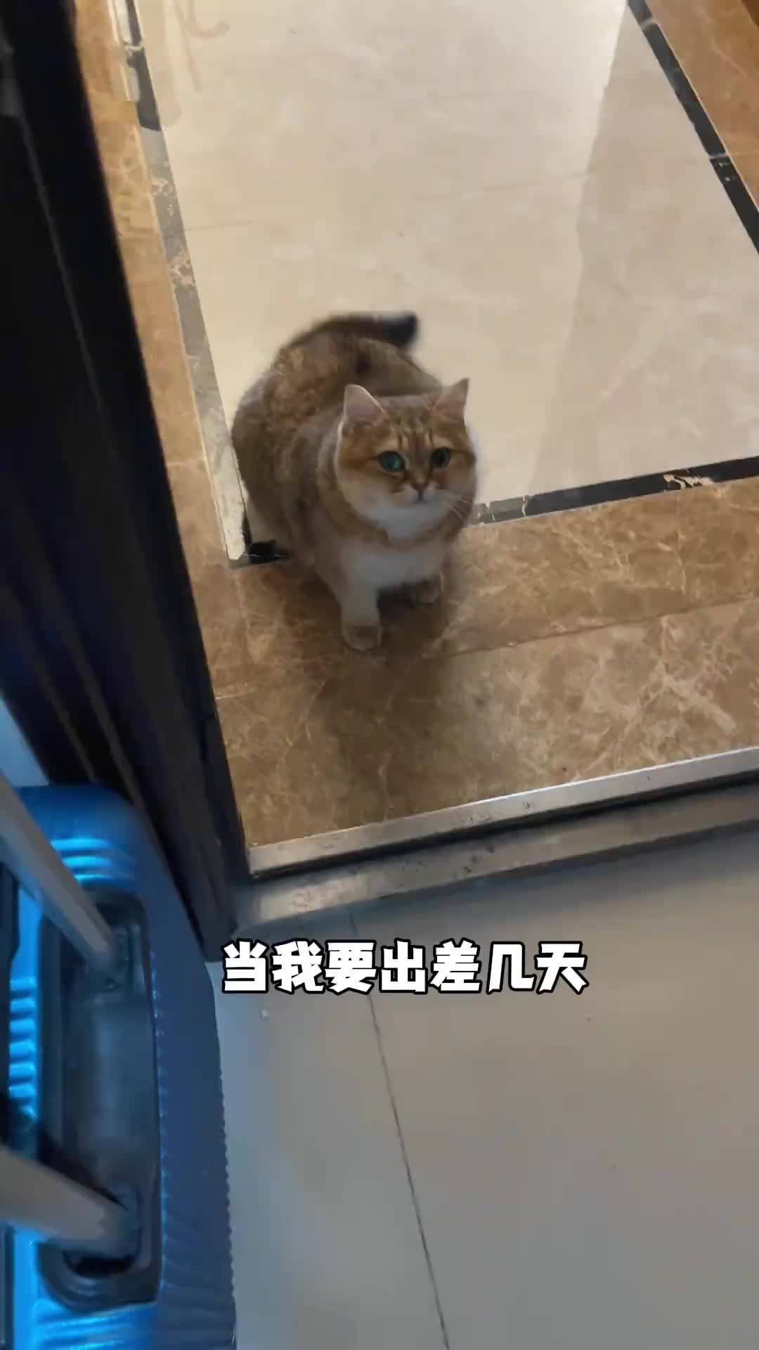 大学生上门喂猫?最后差点猫没了!