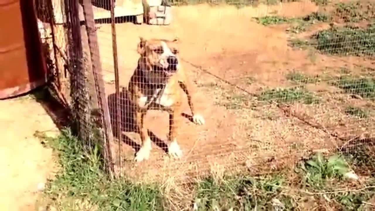 有人说比特犬轻松秒杀藏獒,杜高犬,罗威纳也跟着遭殃!