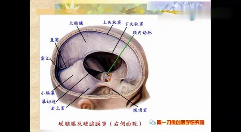 脊神经解剖学(含歌诀)