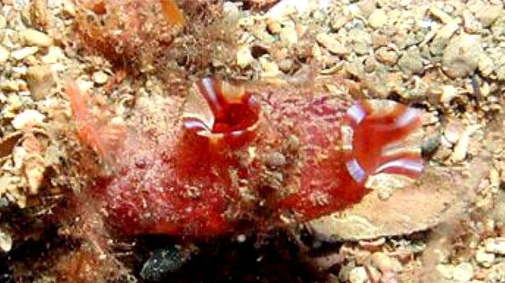 世界上最诡异的动物,长大后竟会吃掉自己的大脑,傻眼了