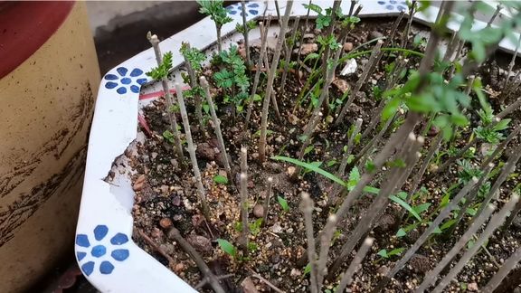 对节白蜡小到0.2公分的枝条进行扦插,都可以发芽
