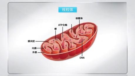 4.线粒体和叶绿体