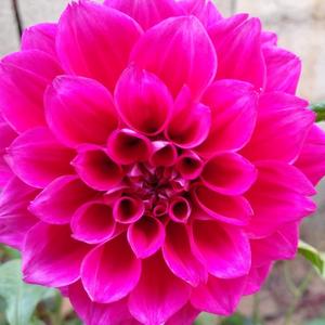 幸福像花儿美丽 