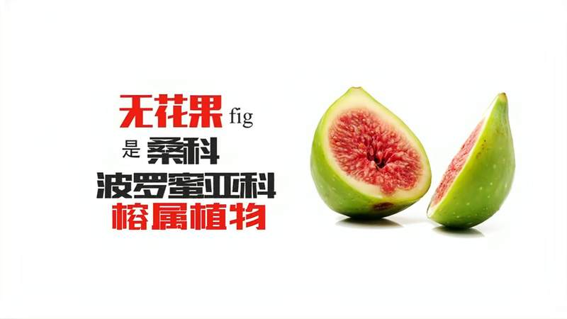 蔬果百科——无花果