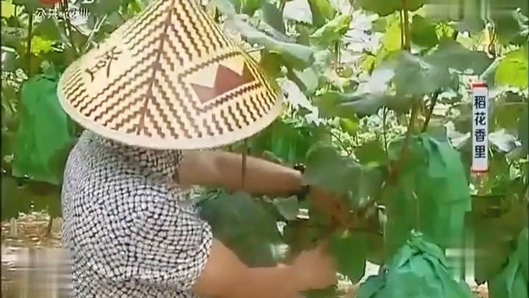 扩展种植规模 发动村民一起种葡萄 种植葡萄比种植水稻收入翻十倍