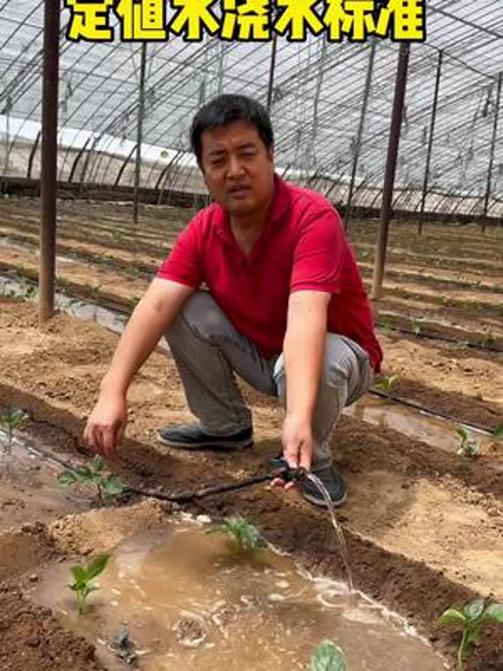 定值水浇水标准#蔬菜种植 #农业种植 #王友福 #蔬菜大棚 #三农