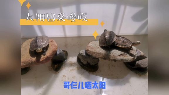 龟池消毒预防腐皮腐甲 日光浴胃口大开 深圳的乌龟不冬眠