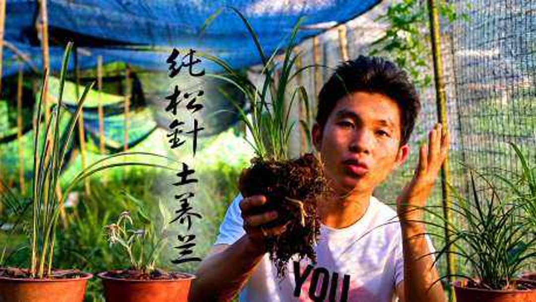 用纯松针土养兰,效果究竟如何?有何利弊呢?