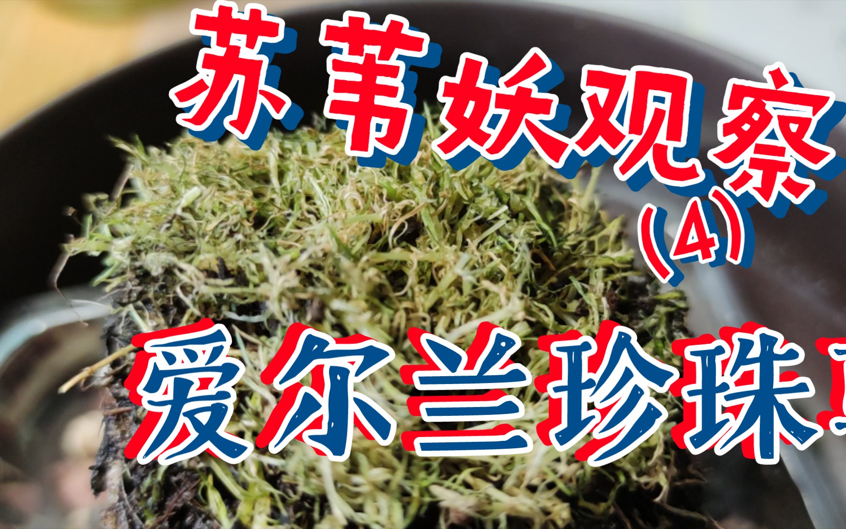 【苏苇妖观察】爱尔兰珍珠草到家第四天|金海岸真的要完排水有严重...