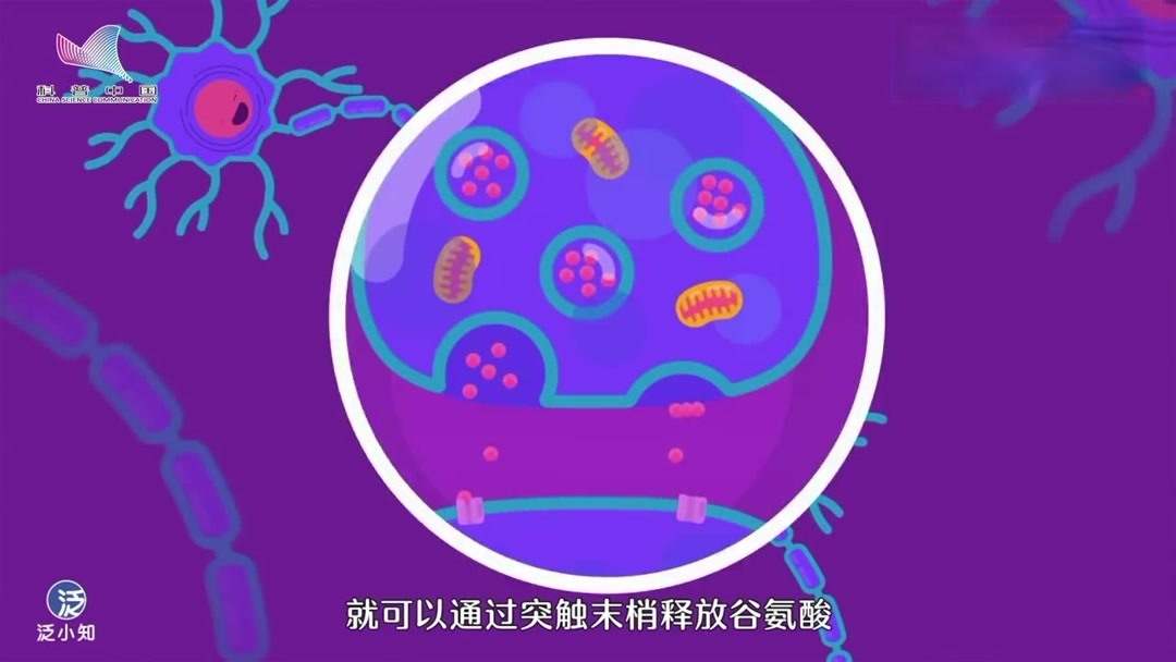 泛小知科普动画04-喝酒时,大脑会发生什么