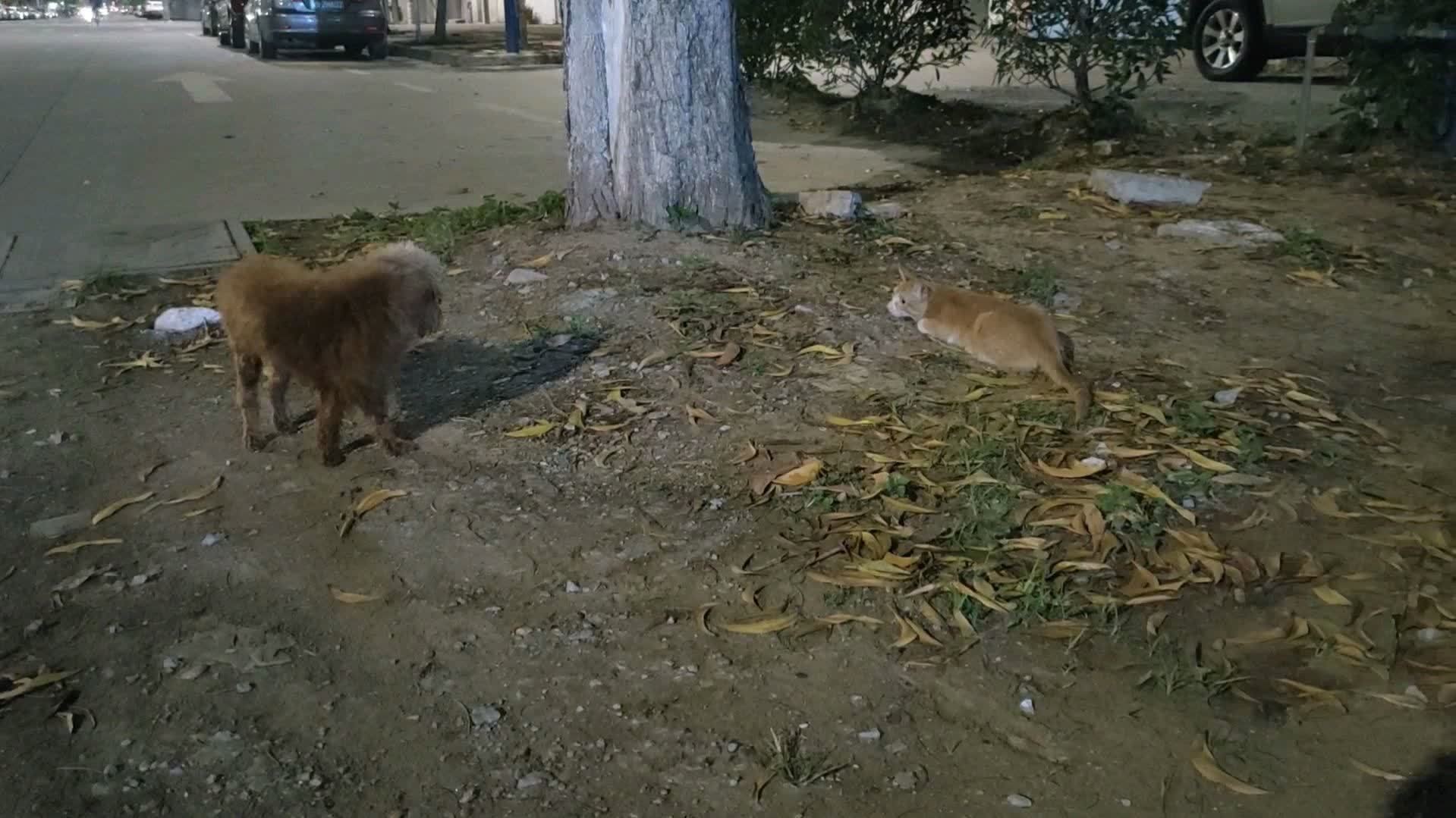 猫的敏捷性很强,攻击性很快,看到这准备攻击的姿势,确实厉害