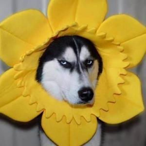 充满元气的天天搞笑 