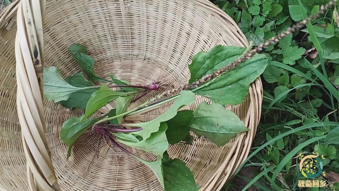 农村常见的1种野草,泡水喝竟然有这么好的用途,真的涨知识了
