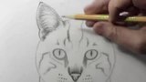 简笔素描教学:2分钟教你画一只猫,很简单!