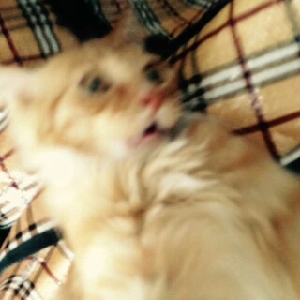 猫尾巴君 