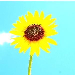 种花菌Key 